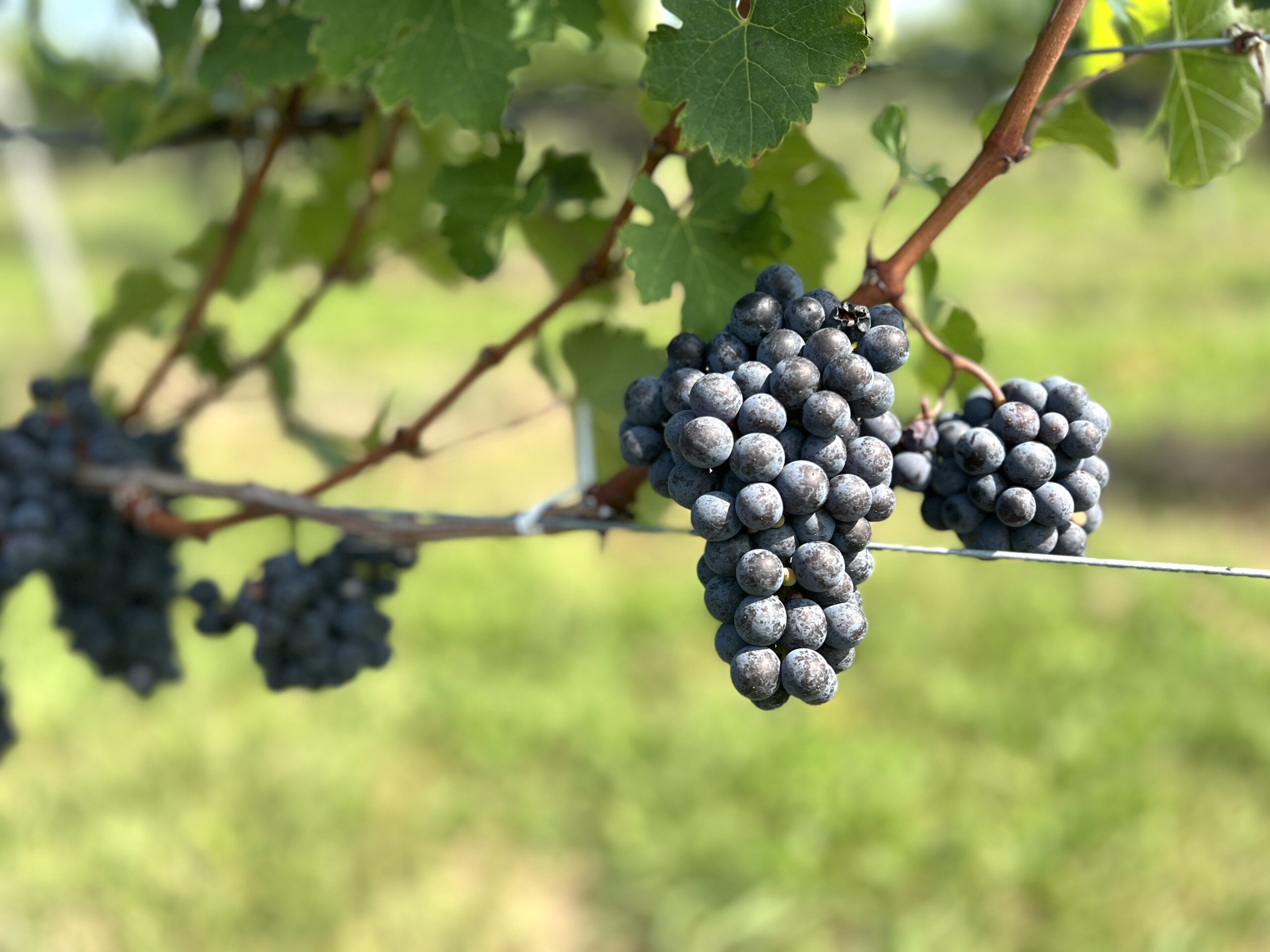 Saperavi Grand Reserve Allocation - McGregor Vineyard